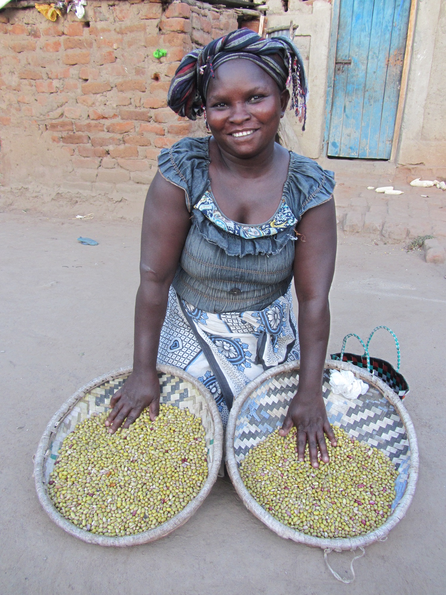 Phosphorus seed dressing also increases yields of beans grown by small ...